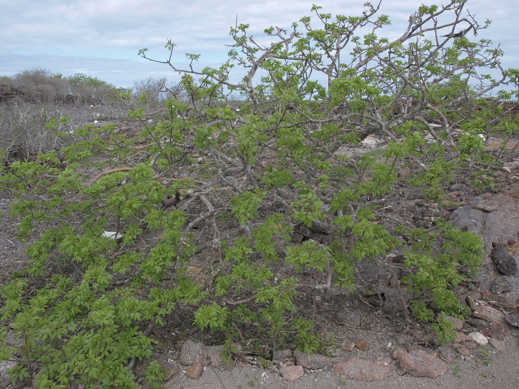 incense tree (Bursera graveolens graveolens) - Botanical Realm