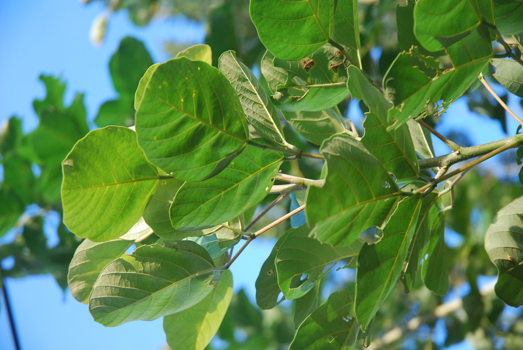 purple coraltree from Provincia de Alajuela, La Fortuna, Costa Rica on ...