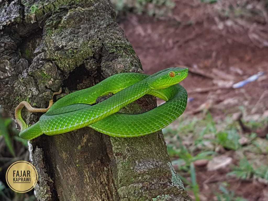 Trimeresurus sabahi barati (Craspedocephalus,Trimeresurus and ...