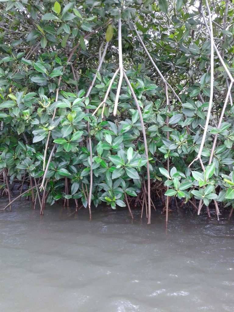 Mangle rojo (clases de mangles en el sector de la boquilla) · iNaturalist