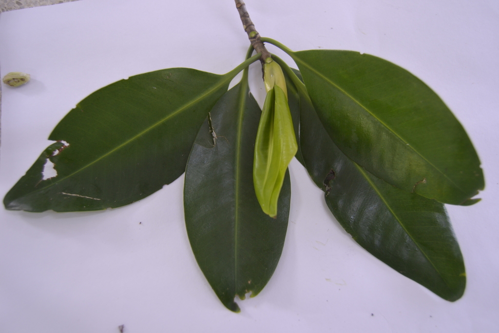 Mangle rojo (clases de mangles en el sector de la boquilla) · iNaturalist