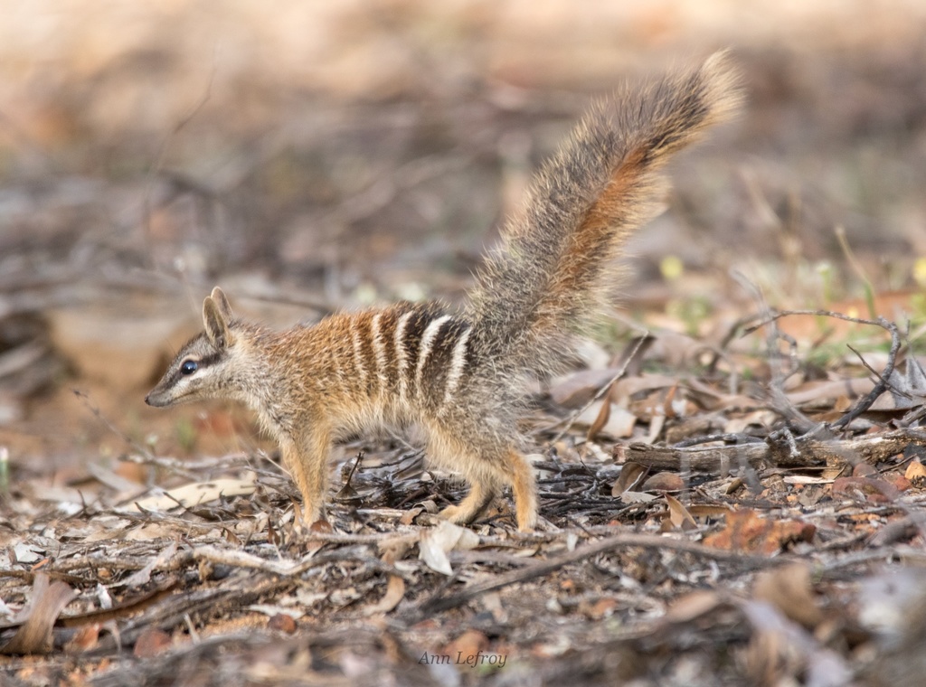 Numbat (Myrmecobius fasciatus) - Know Your Mammals