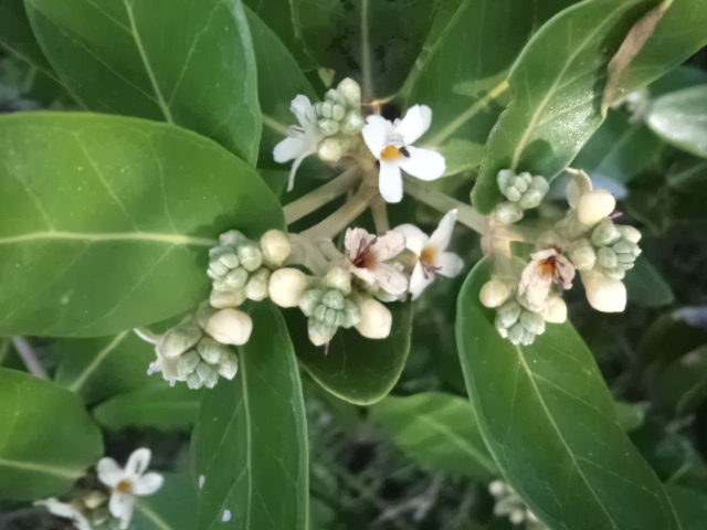 Mangle negro (clases de mangles en el sector de la boquilla) · iNaturalist