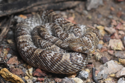 Sonoran Lyre Snake (Trimorphodon lambda) - Snakes and Lizards