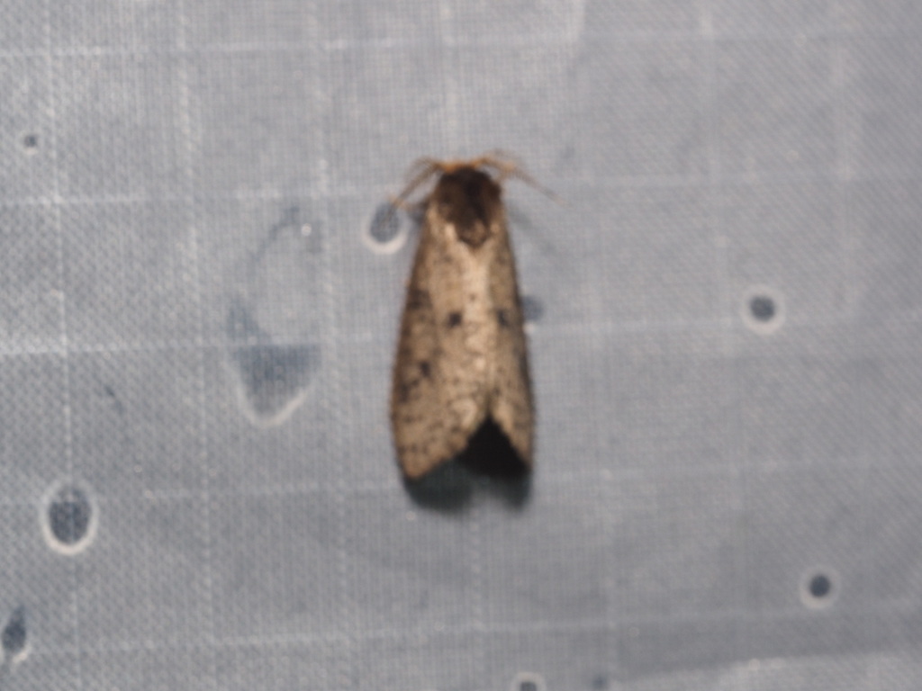 Old World Spiny-winged Moths from Ubin Butterfly Hill on December 3 ...