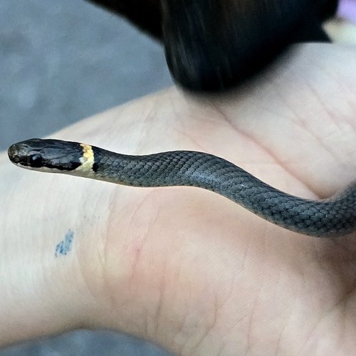 Ring-necked Snakes (Diadophis) - Snakes and Lizards
