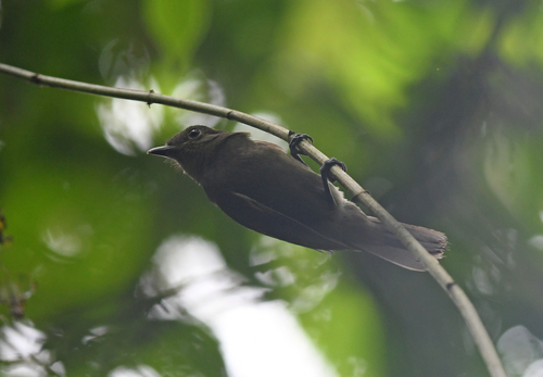 Northern Schiffornis (Ecuadorian) (Subspecies Schiffornis veraepacis ...