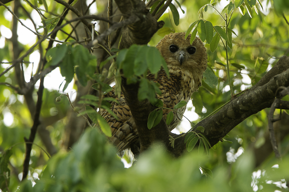 Pel's Fishing-Owl (Biogaps (s Afr) Pentad 3150_2525: Species List ...