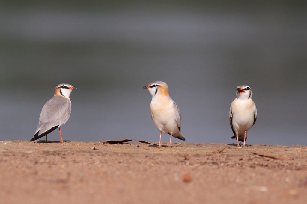 Gray Pratincole from Ouesso on November 27, 2019 at 03:24 PM by Mathias ...