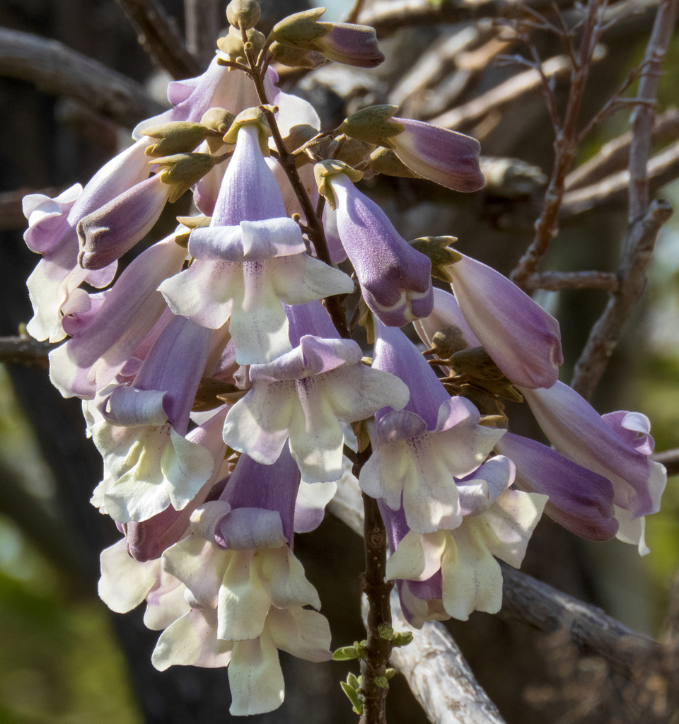 Paulownia (Paulowniaceae (Princess Tree) of the Pacific Northwest ...