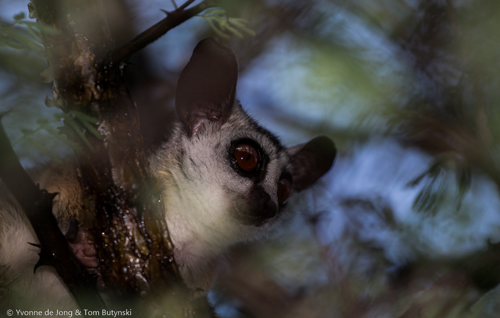 Galago gallarum Thomas, 1901