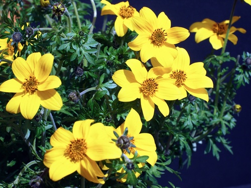 Aceitillo (Bidens ferulifolia)