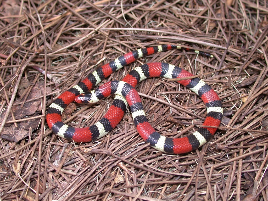 Scarlet Kingsnake from Aiken County, SC, USA on March 11, 2003 by J.D ...