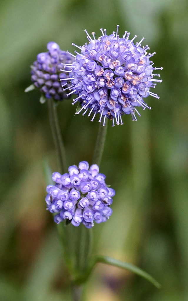 Devil's-bit Scabious (Buxton Blue/Purple Flowering Plants ...