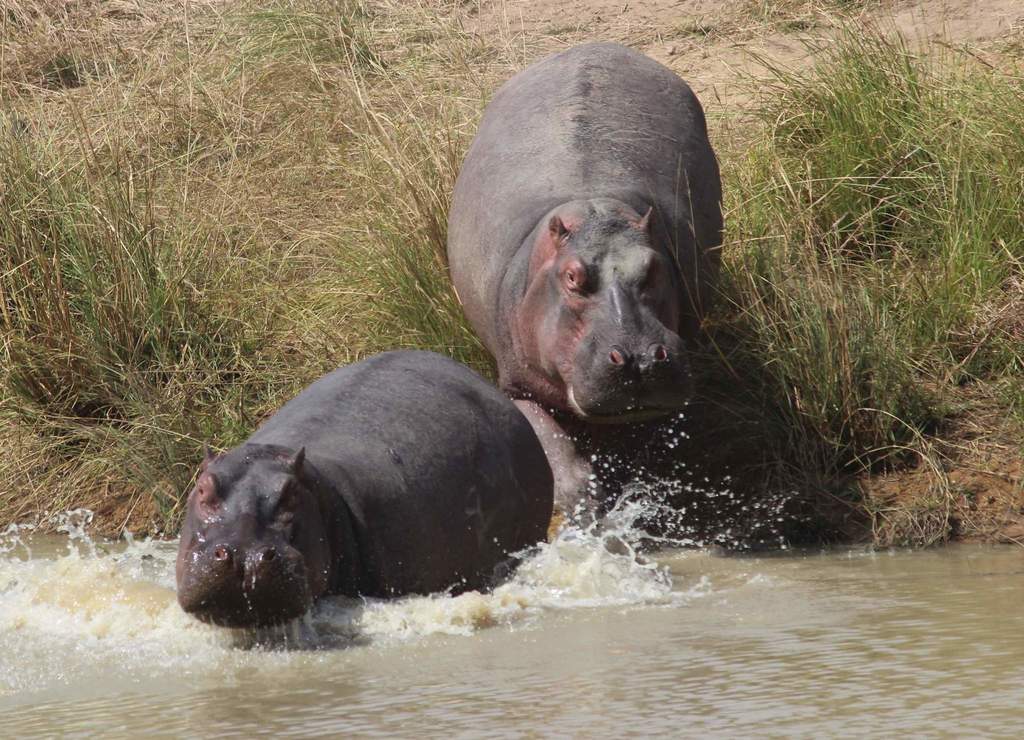 Cetaceans and Hippopotamuses (Whippomorpha) - Marine Life Identification