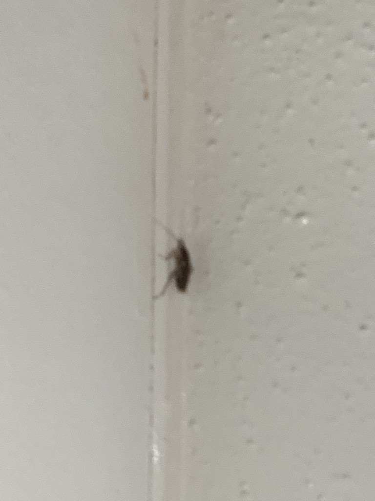 German Cockroach from Country Place Dr, Houston, TX, US on November 26 ...