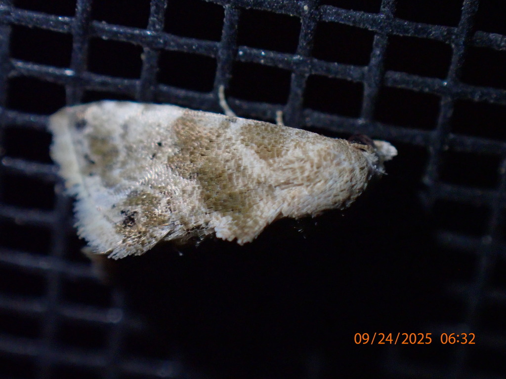 Everlasting Bud Moth from Dunedin, FL, USA on September 24, 2025 at 06: ...