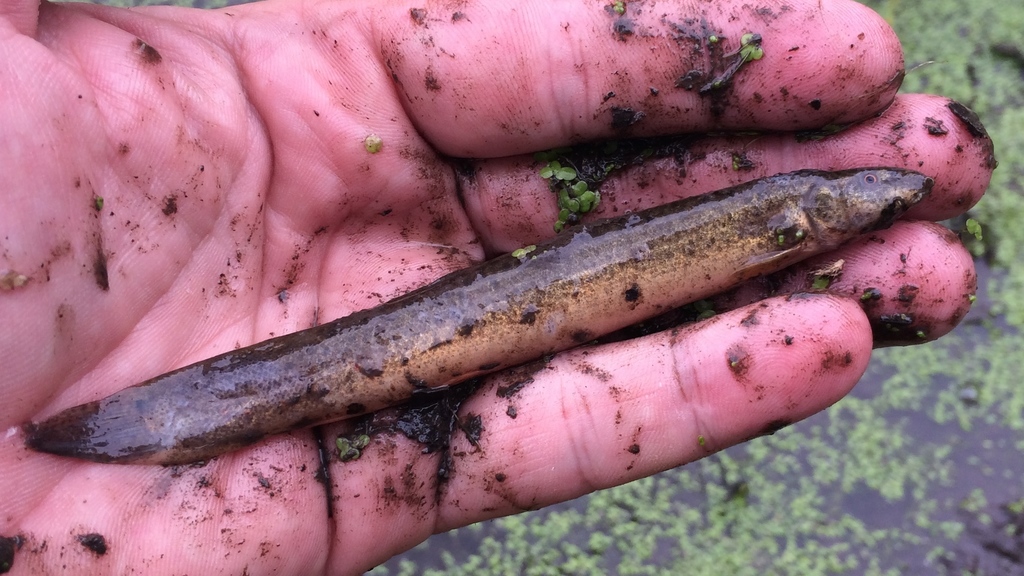 Weatherfishes (Misgurnus) - Marine Life Identification