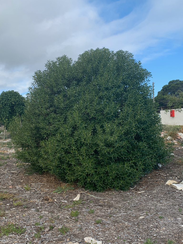 Australian Ngaio from Habonim campsite on November 27, 2019 at 05:34 PM ...