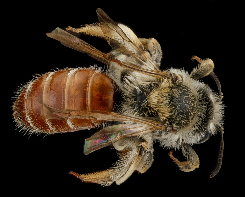 Colourful Willow Miner Bee from Interior, South Dakota, United States ...