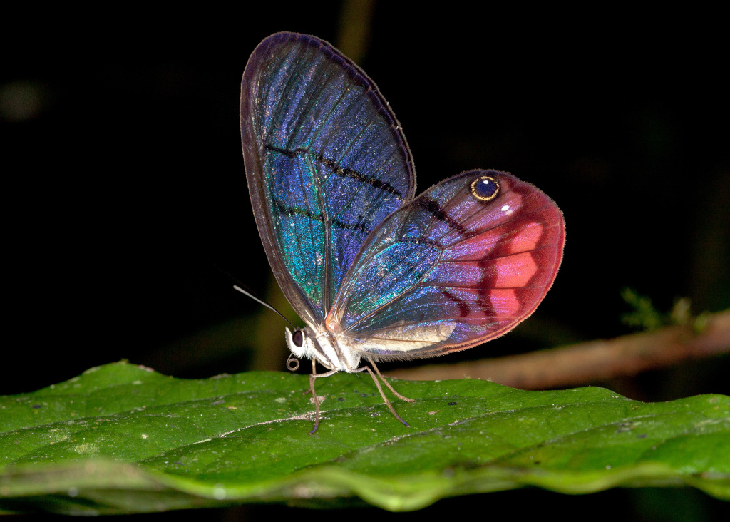 Rusted Clearwing-Satyr (Lepidoptera of Bijagual) · iNaturalist
