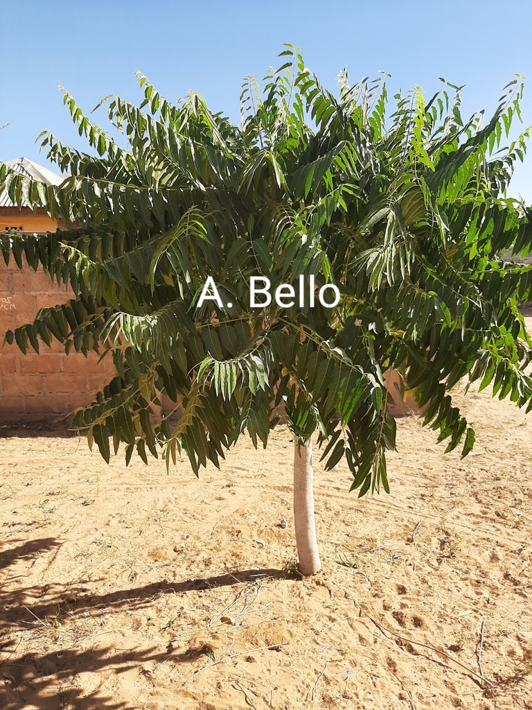 ardusi from Jigawa, NG on November 27, 2019 at 09:05 AM by Abubakar ...