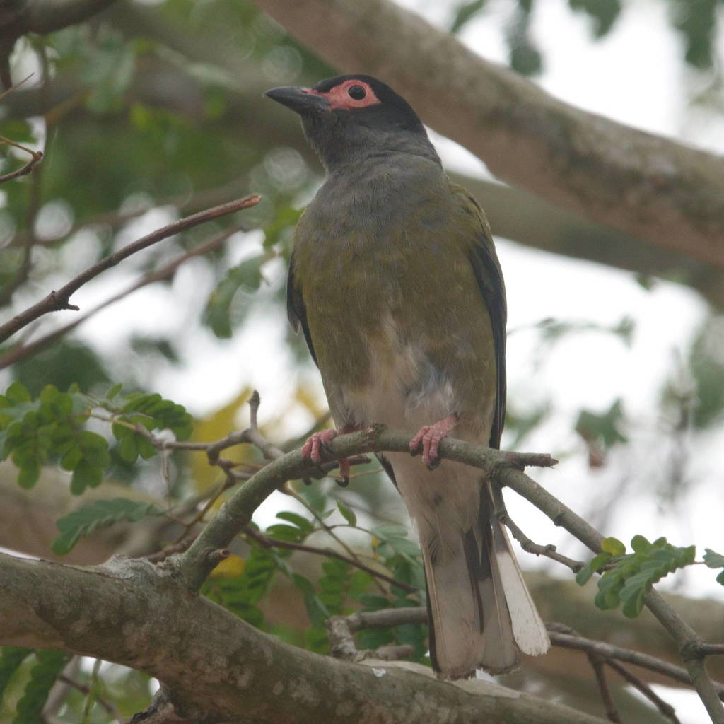 Australasian Figbird from Brisbane QLD, Australia on November 27, 2019 ...