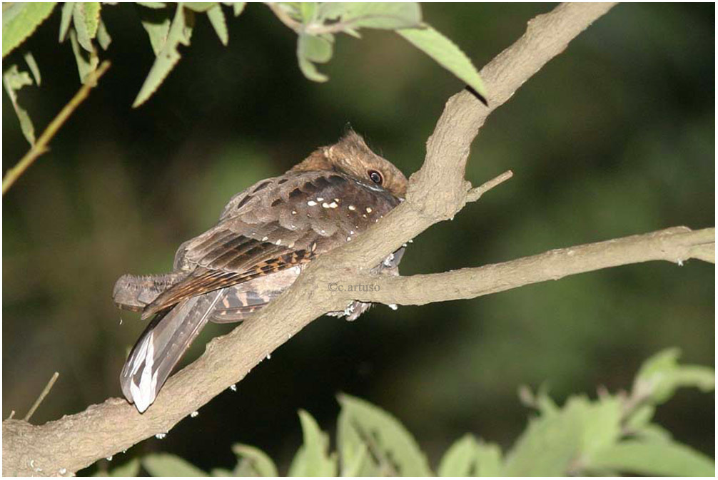 Eared Poorwill from Cerro de San Juan, Nayarit, Mexico on September 23, 2006 at 11:14 PM by ...