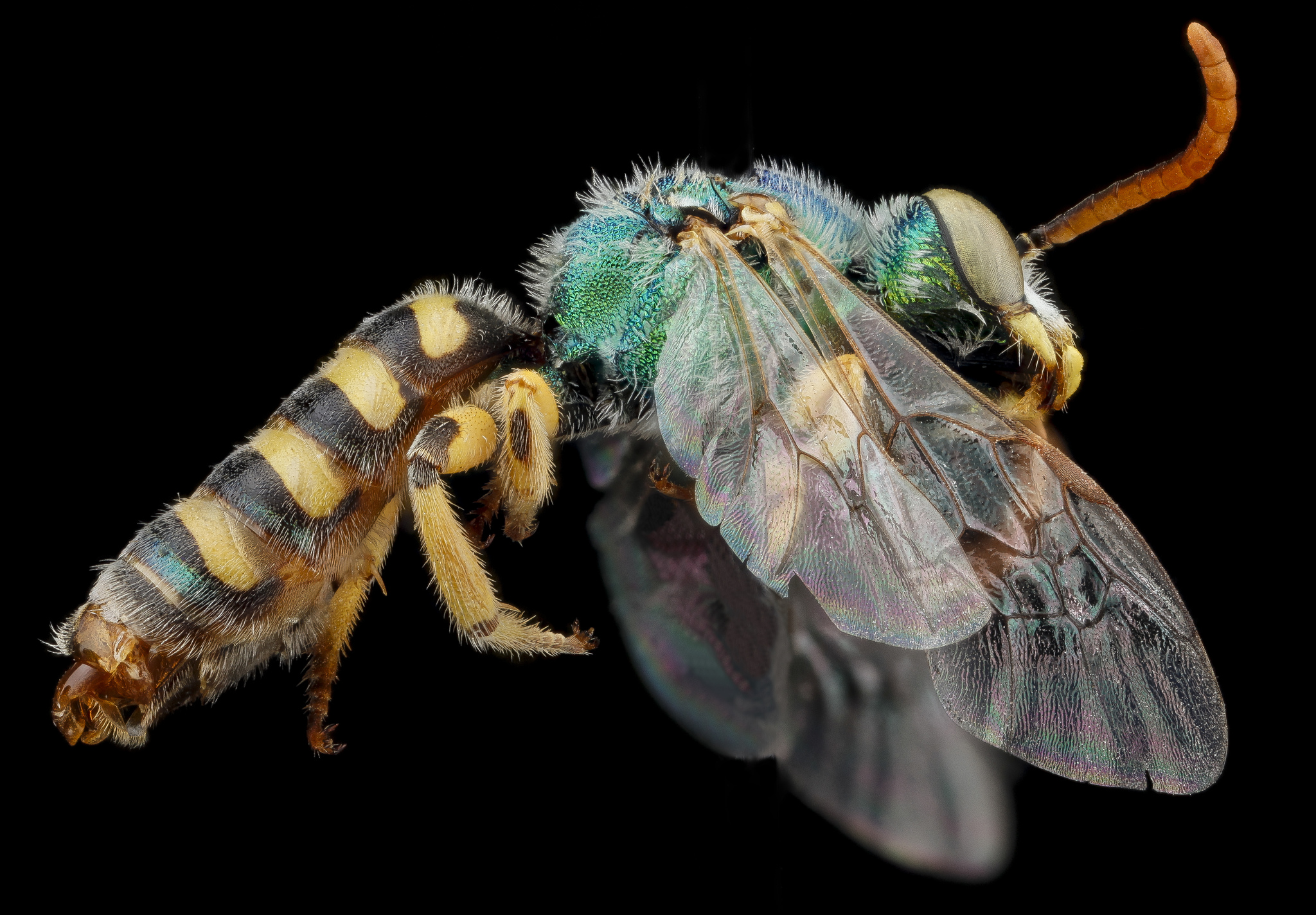 Agapostemon