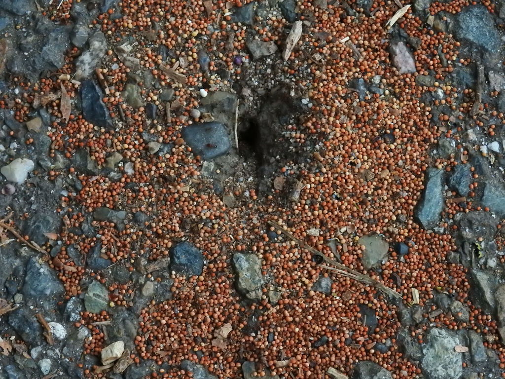 Jumping Gall Wasp from Anderson River Park, Anderson, CA, USA on July ...