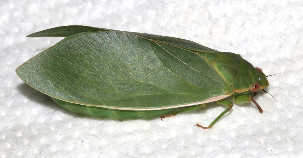 Bladder Cicada (Tamborine Mountain Eco-Zone - Animal Invertebrates ...