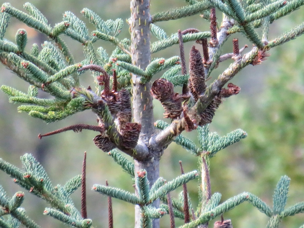 Vejar's fir from Arteaga, Coah., México on November 26, 2019 at 03:36 ...