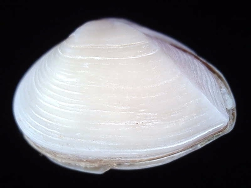 Corbula (caryocorbula) zelandica · iNaturalist