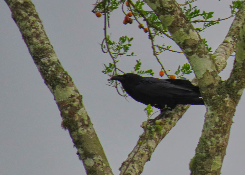 Common Raven from San Marcos de Colón, Honduras on November 06, 2019 at ...