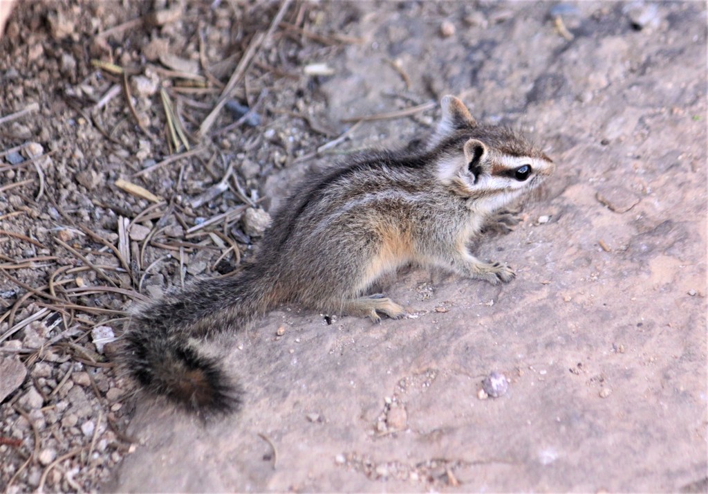 Cliff Chipmunk (Neotamias dorsalis) - Know Your Mammals