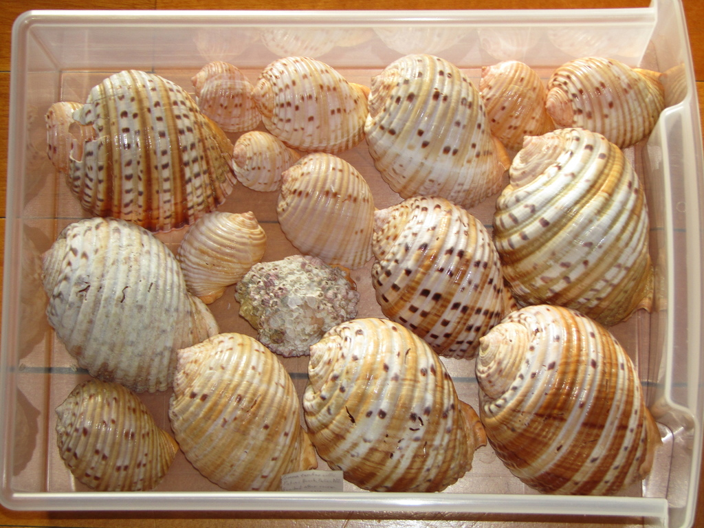 Tonna tankervillii (Marine invertebrates of Randwick costal area ...