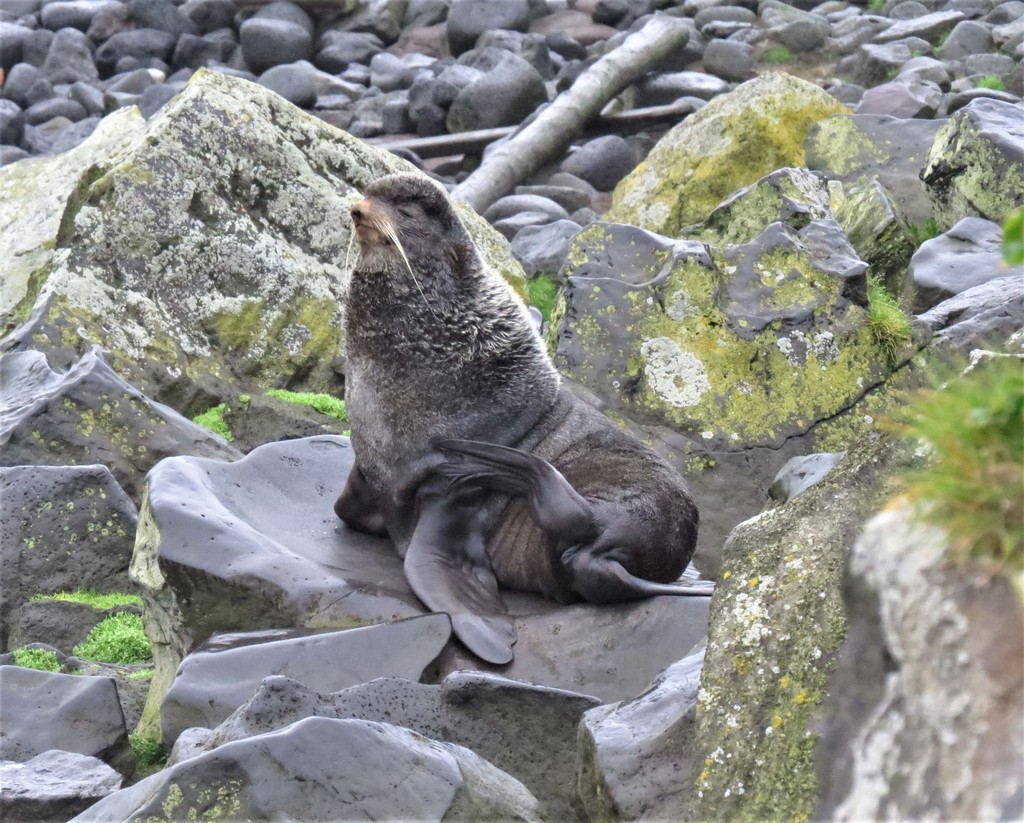 Eared Seals (Otariidae) - Know Your Mammals
