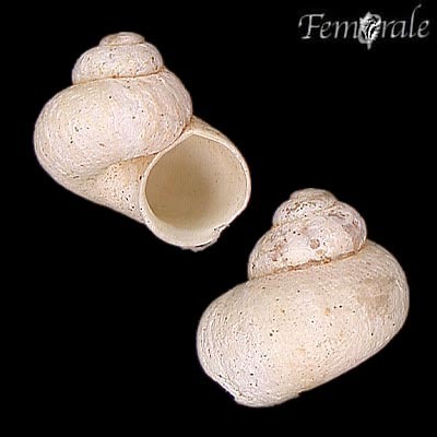 Valvata stenotrema · iNaturalist