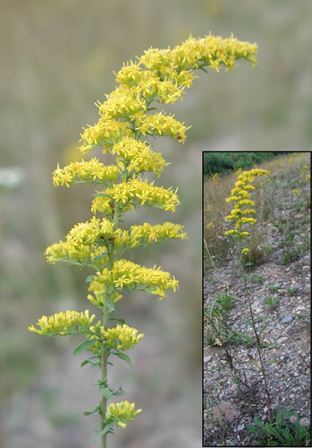 field goldenrod (Plants of Elk Island National Park | Les plantes du ...