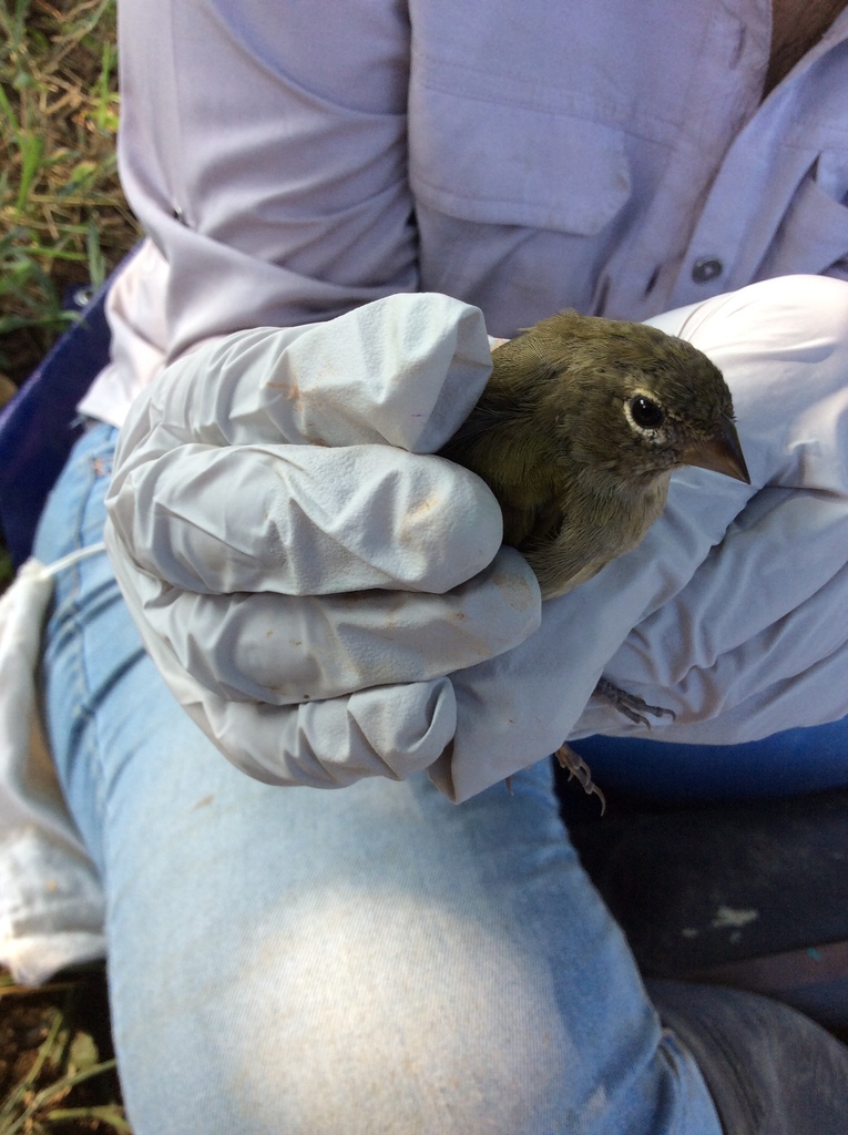 Semillero oliváceo (Aves de Rionegro, Ant) · iNaturalist