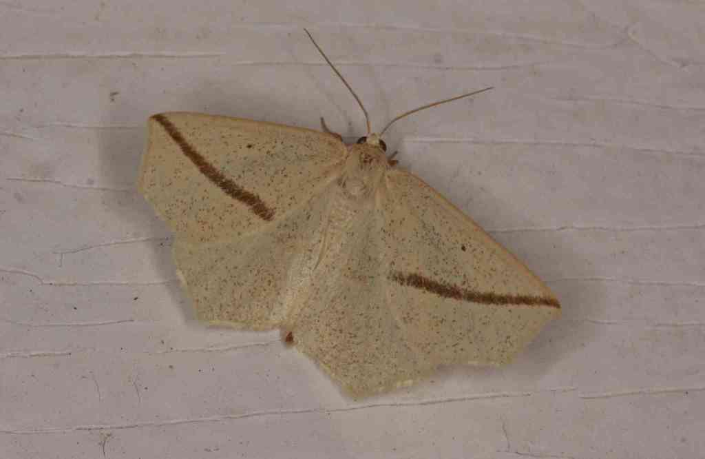 Yellow Slant-line from 478 rue Beach, Métids Beach on June 18, 2019 at ...