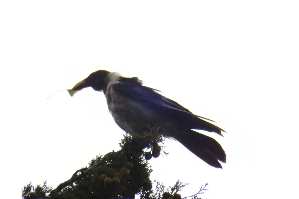 Hooded Crow from Fatih, İstanbul, Turkey on August 31, 2016 at 10:14 AM ...