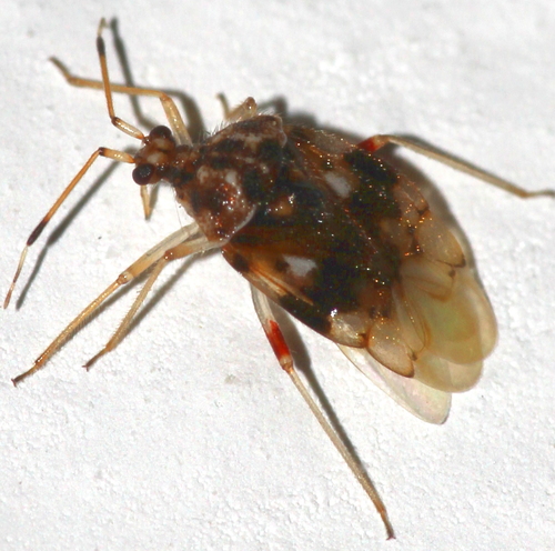Stethoconus pyri · iNaturalist Mexico