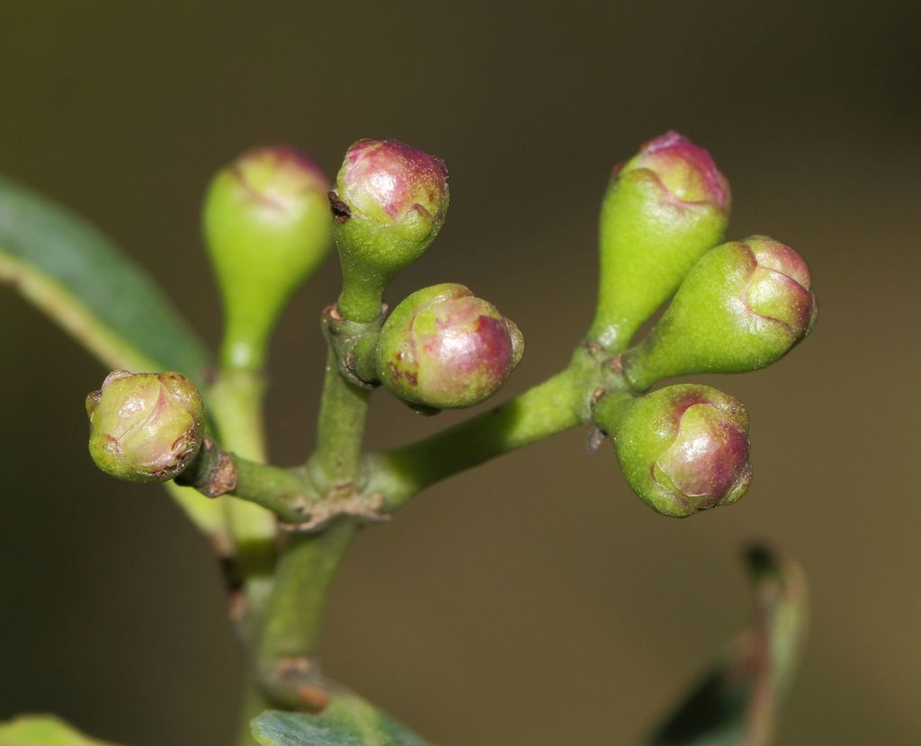Mountain Waterberry (Syzygium legatii) - Botanical Realm