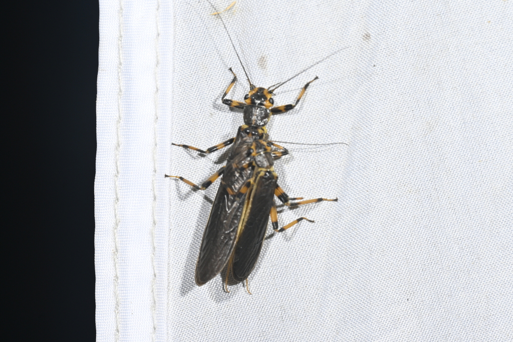 Togoperla tricolor in July 2025 by 郭燕青 · iNaturalist