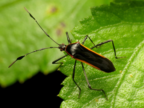 Plapigus circumcinctus (el otate) · iNaturalist