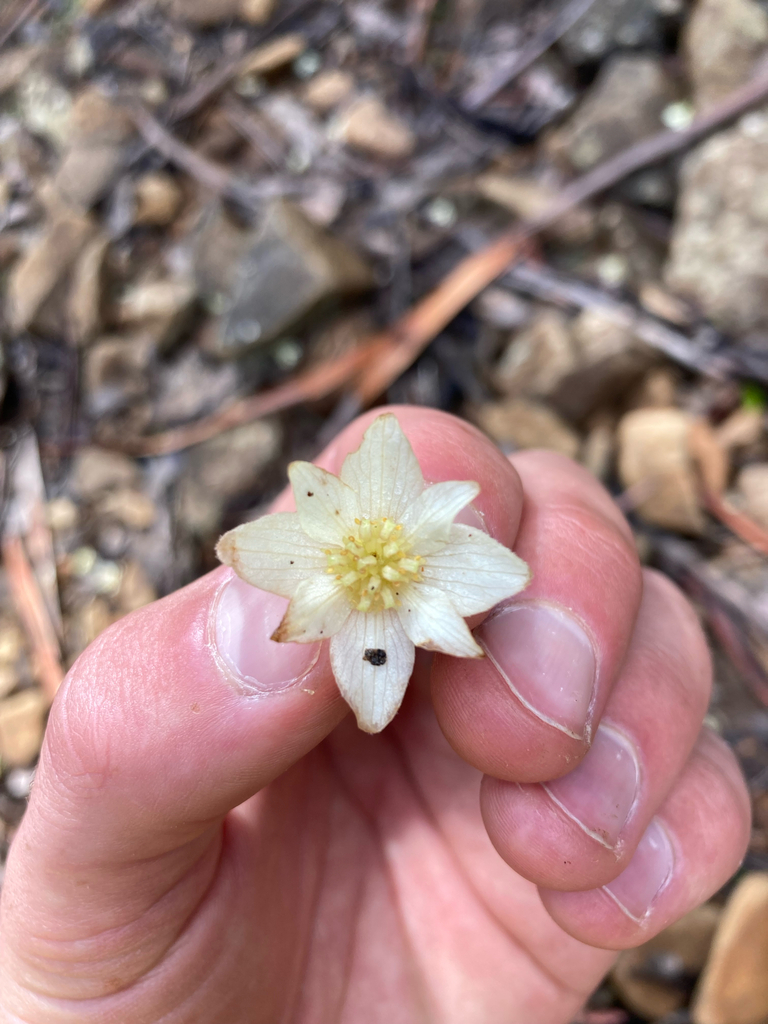 southern sassafras from Wellington Park, TAS, AU on September 24, 2025 ...