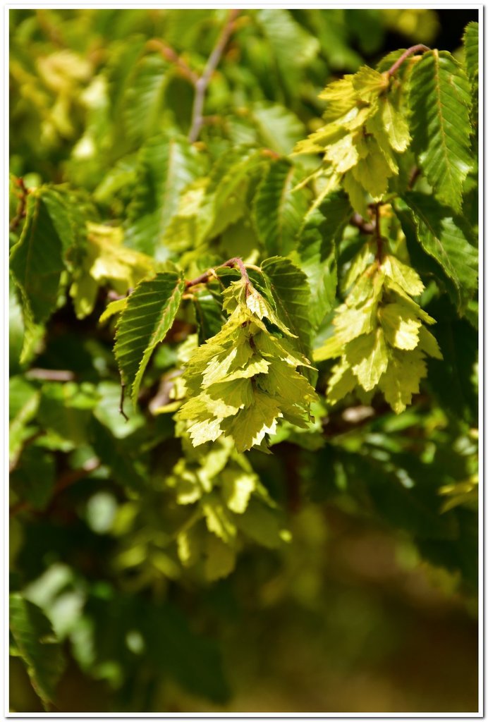 Eastern Hornbeam from Балаклавский район, Севастополь on July 05, 2019 ...