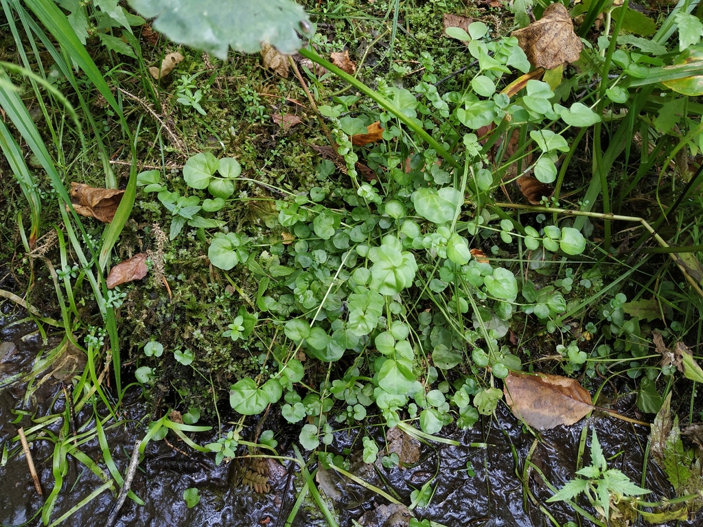 white cuckoo bitter-cress from оз. Блюдечко, Осташковский р-н, Тверская ...