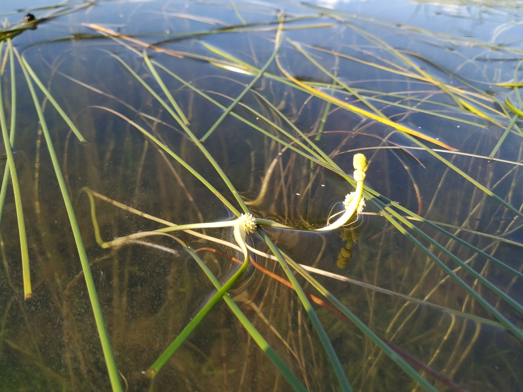 Sparganium gramineum from оз. Белое, Осташковский р-н, Тверская обл ...